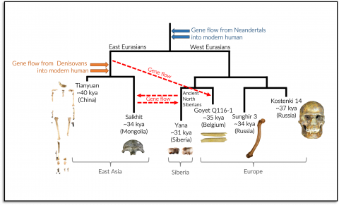 Massilani Lab | Ancient DNA at Yale University