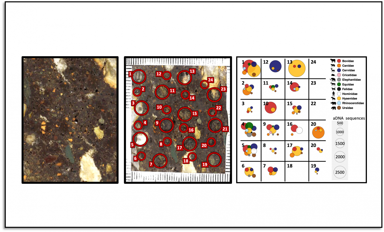Massilani Lab | Ancient DNA at Yale University